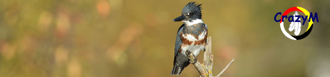 Bushtit – CrazyM Bird & Nature Photography